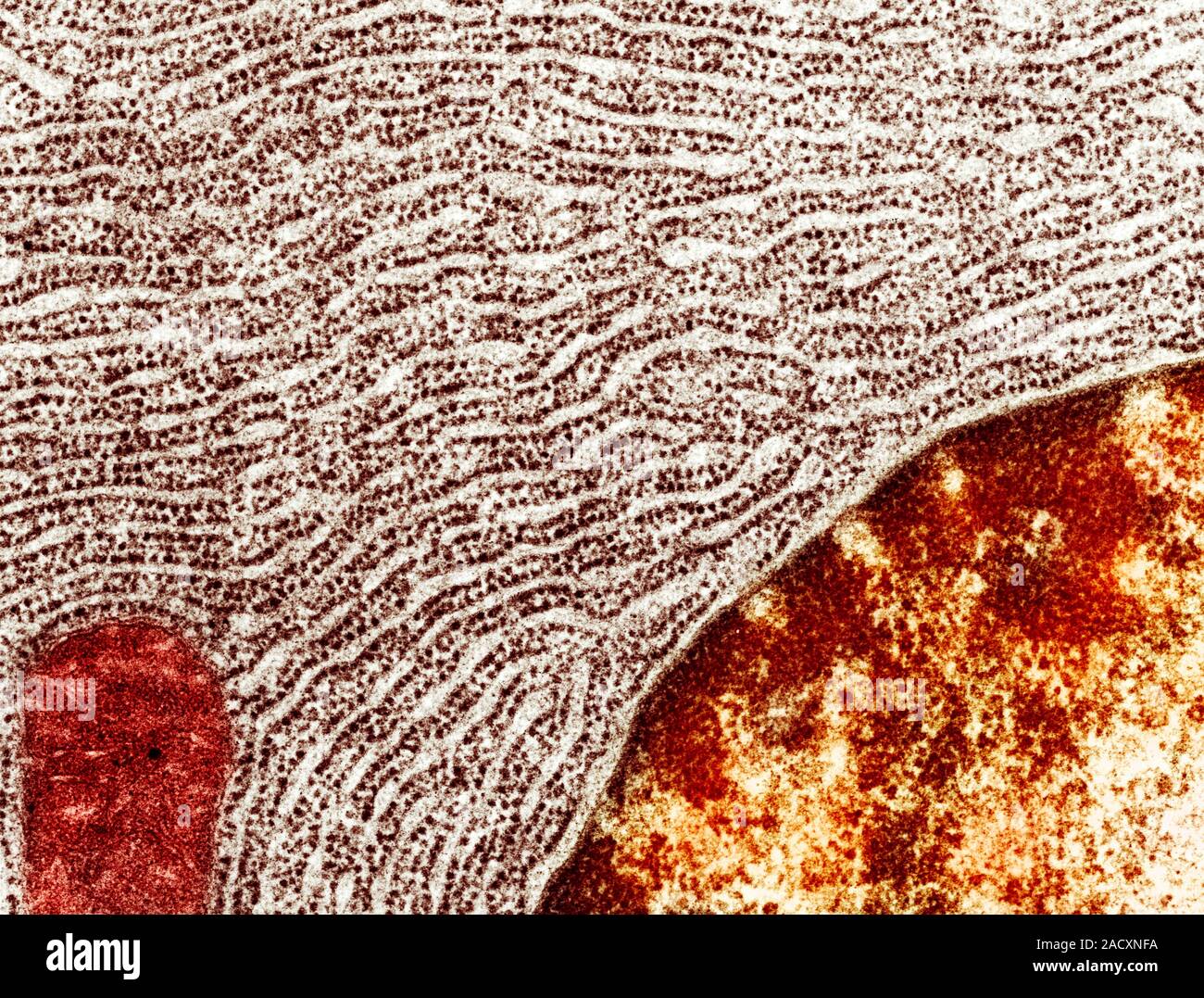 Rough endoplasmic reticulum, coloured transmission electron micrograph ...