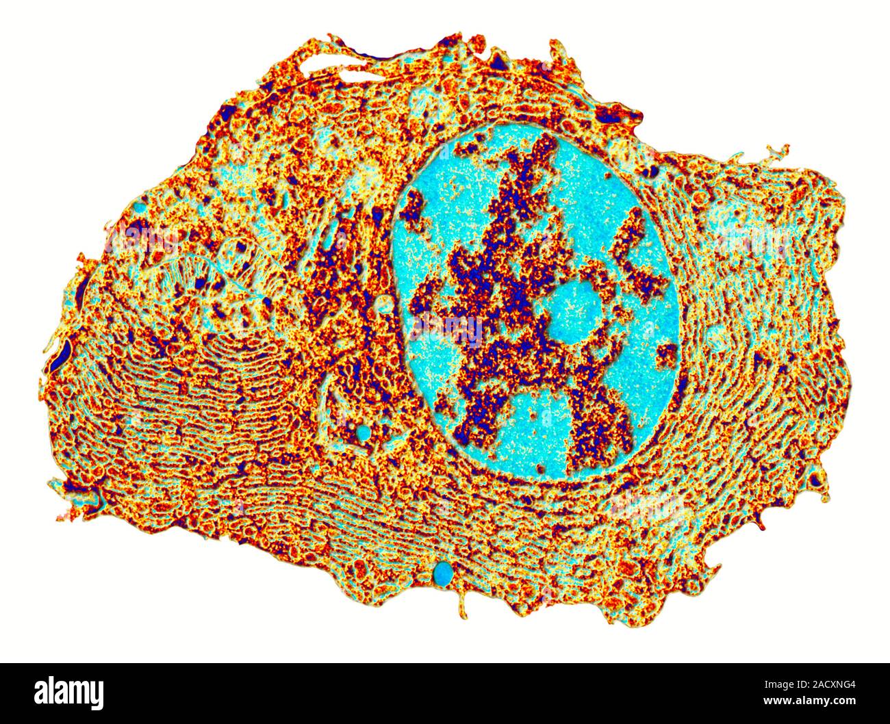 Human cell. Coloured transmission electron micro- graph (TEM) of a ...