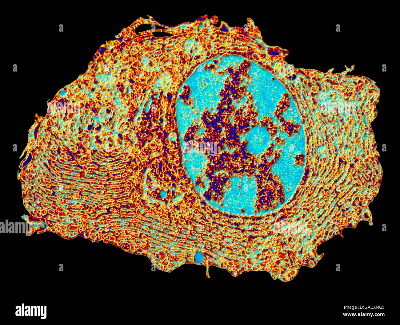 Human cell. Coloured transmission electron micro- graph (TEM) of a ...