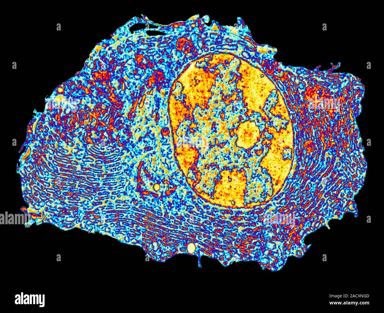 Human cell. Coloured transmission electron micro- graph (TEM) of a ...