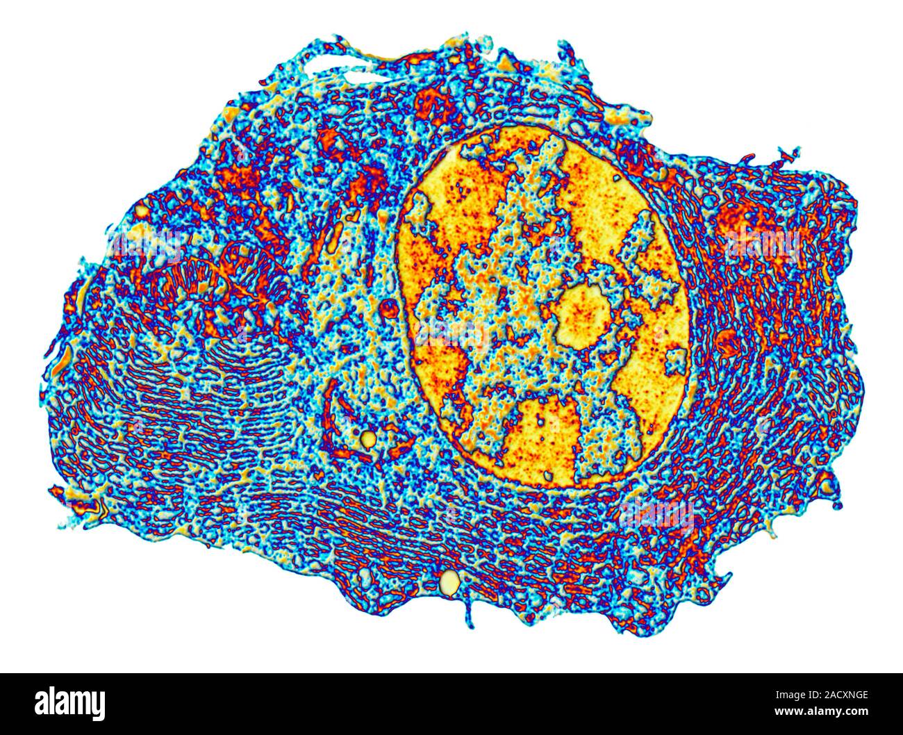 Human cell. Coloured transmission electron micro- graph (TEM) of a ...