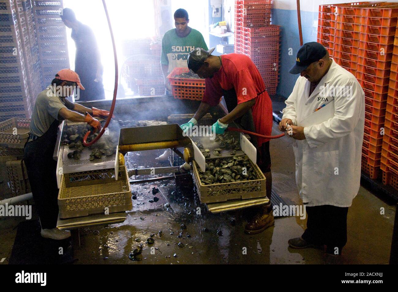 Editorial use only Clams being rinsed before undergoing a 48 hour ...