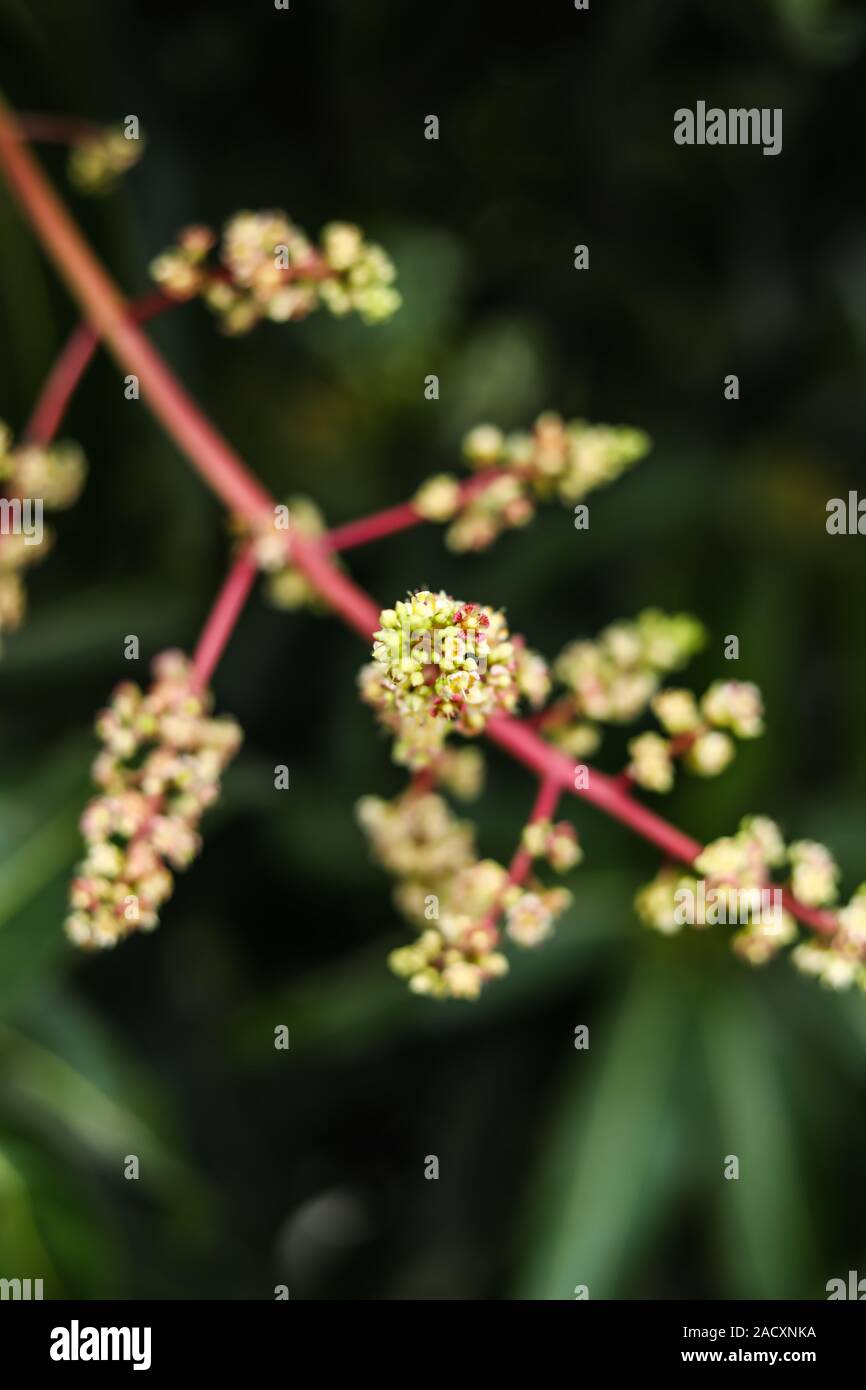 Spring mango buds hi-res stock photography and images - Alamy