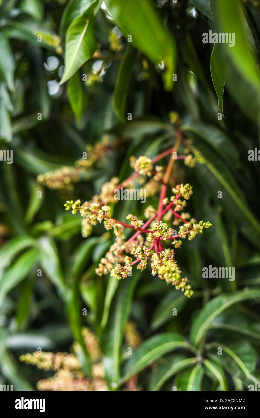 Spring mango buds hi-res stock photography and images - Alamy