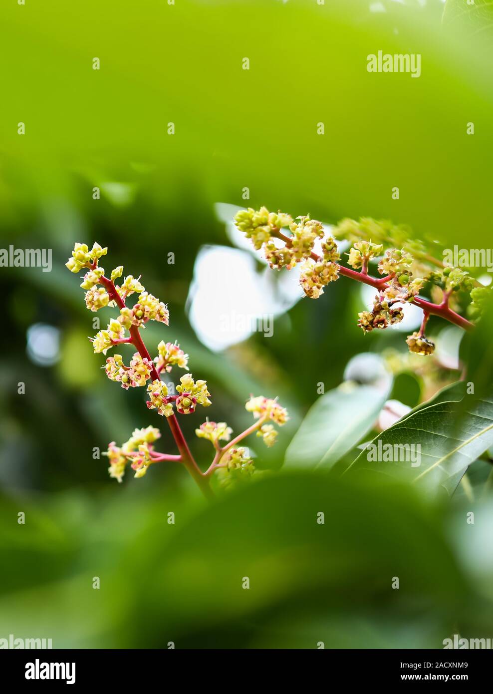 Young mango buds and flowers on its tree Stock Photo - Alamy