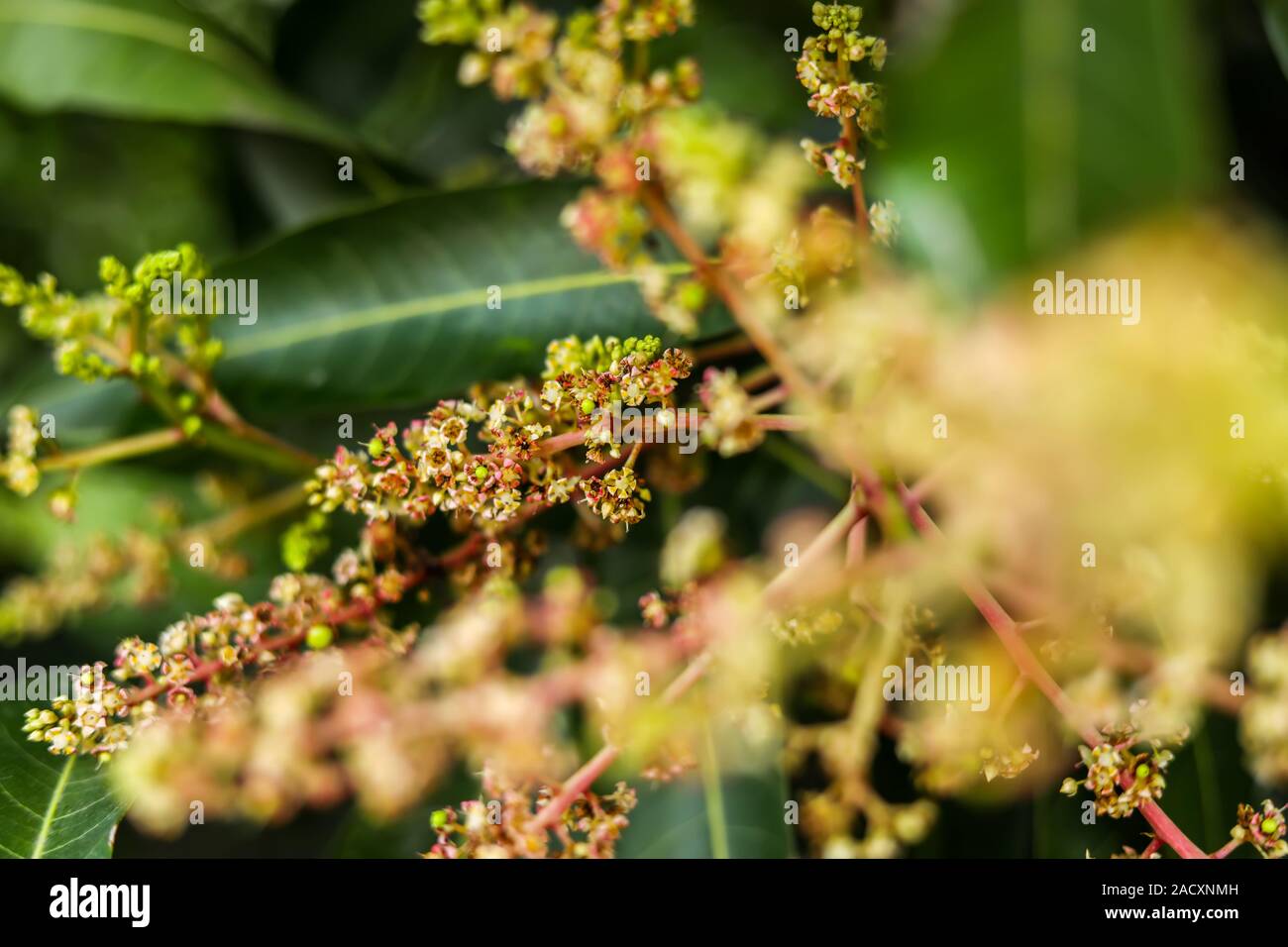 Spring mango buds hi-res stock photography and images - Alamy