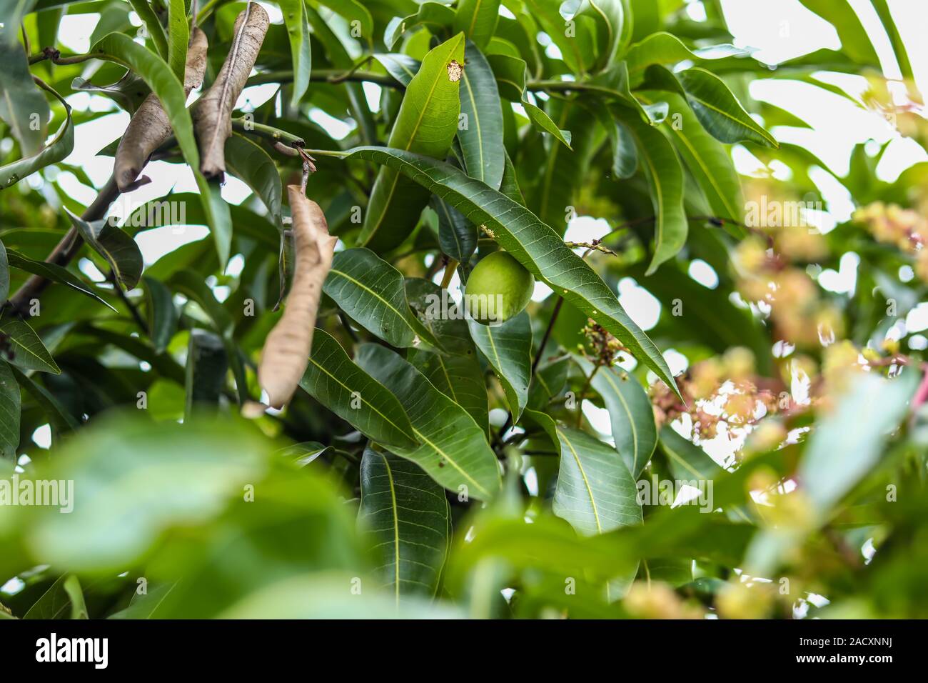 close up of mango fruit on a mango and flowers on the tree backgrounds ...