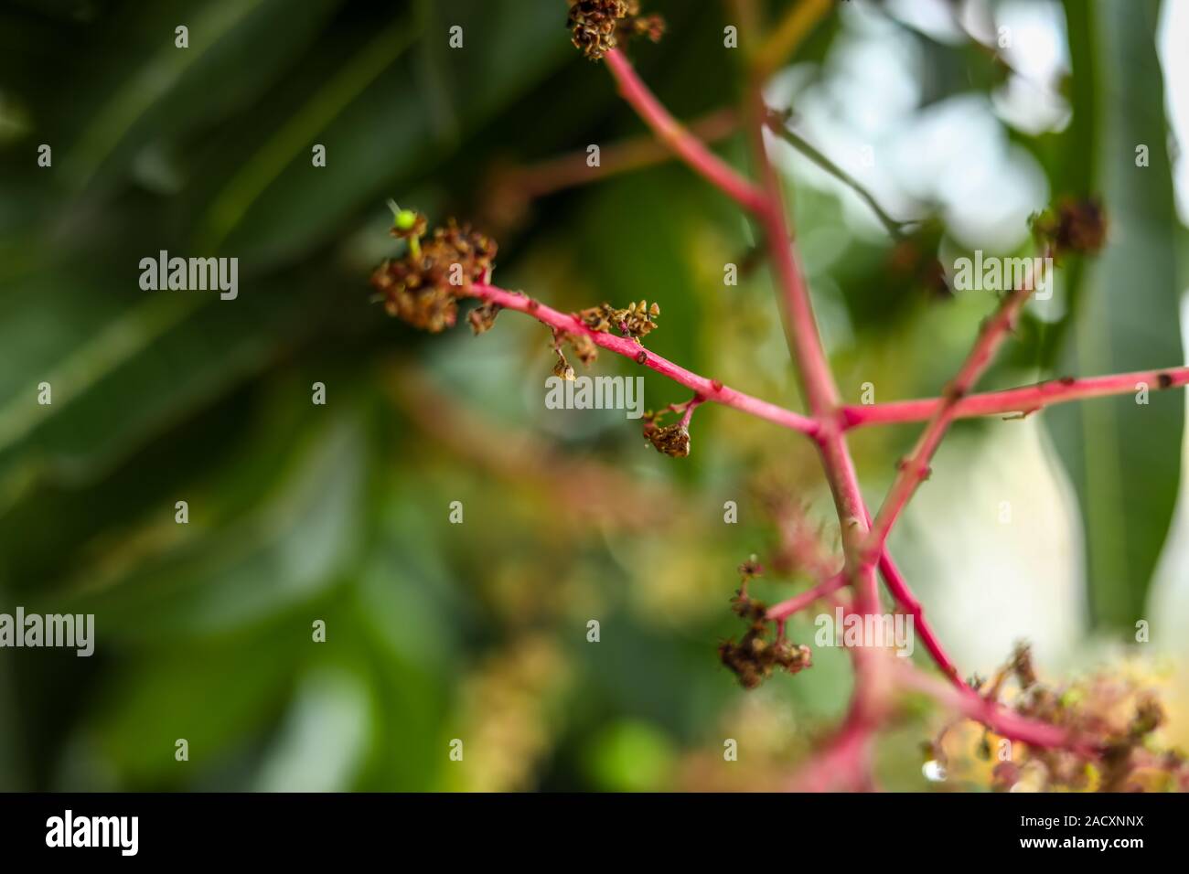 Spring mango buds hi-res stock photography and images - Alamy