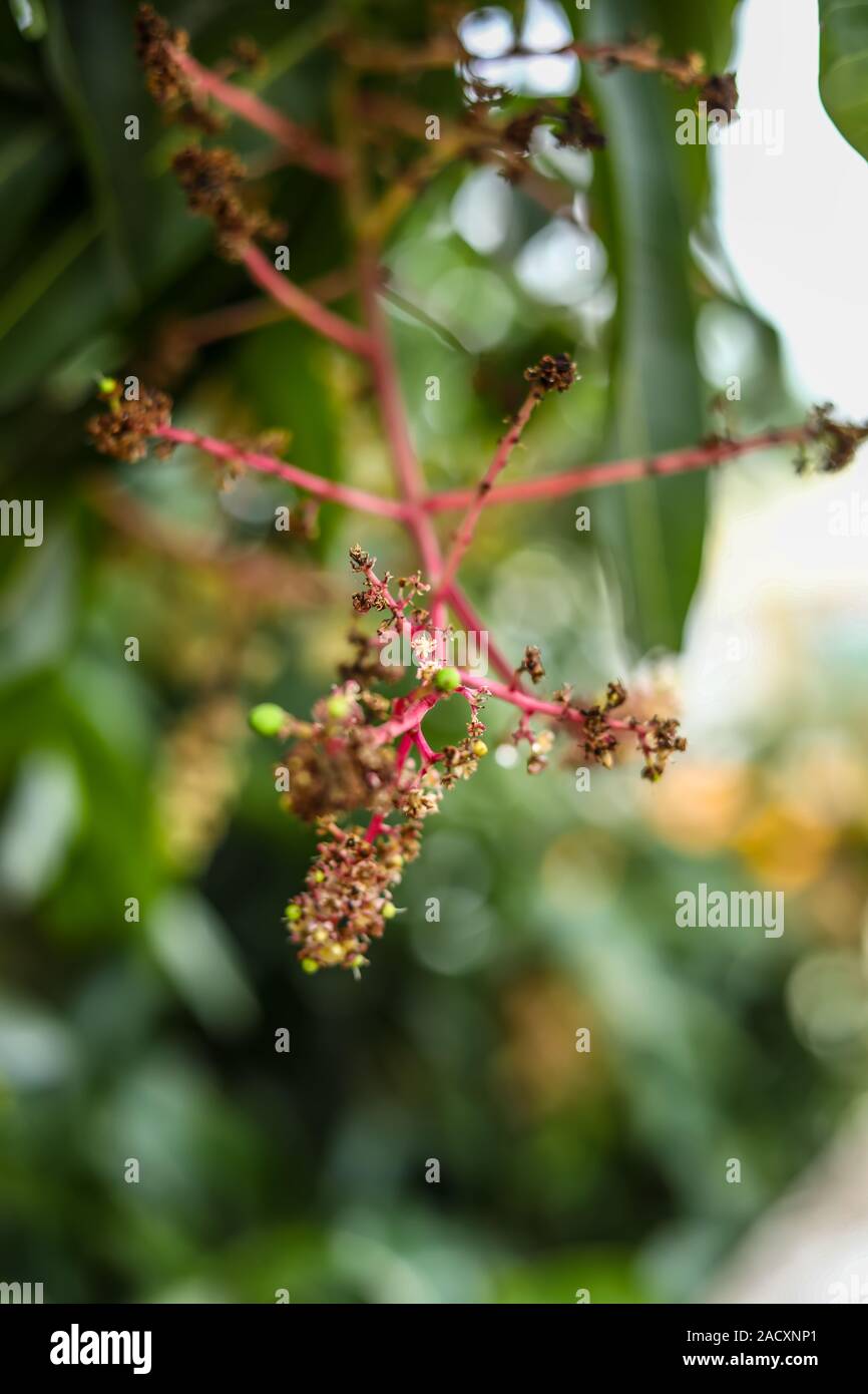 Closeup mango flowers and bud Stock Photo - Alamy