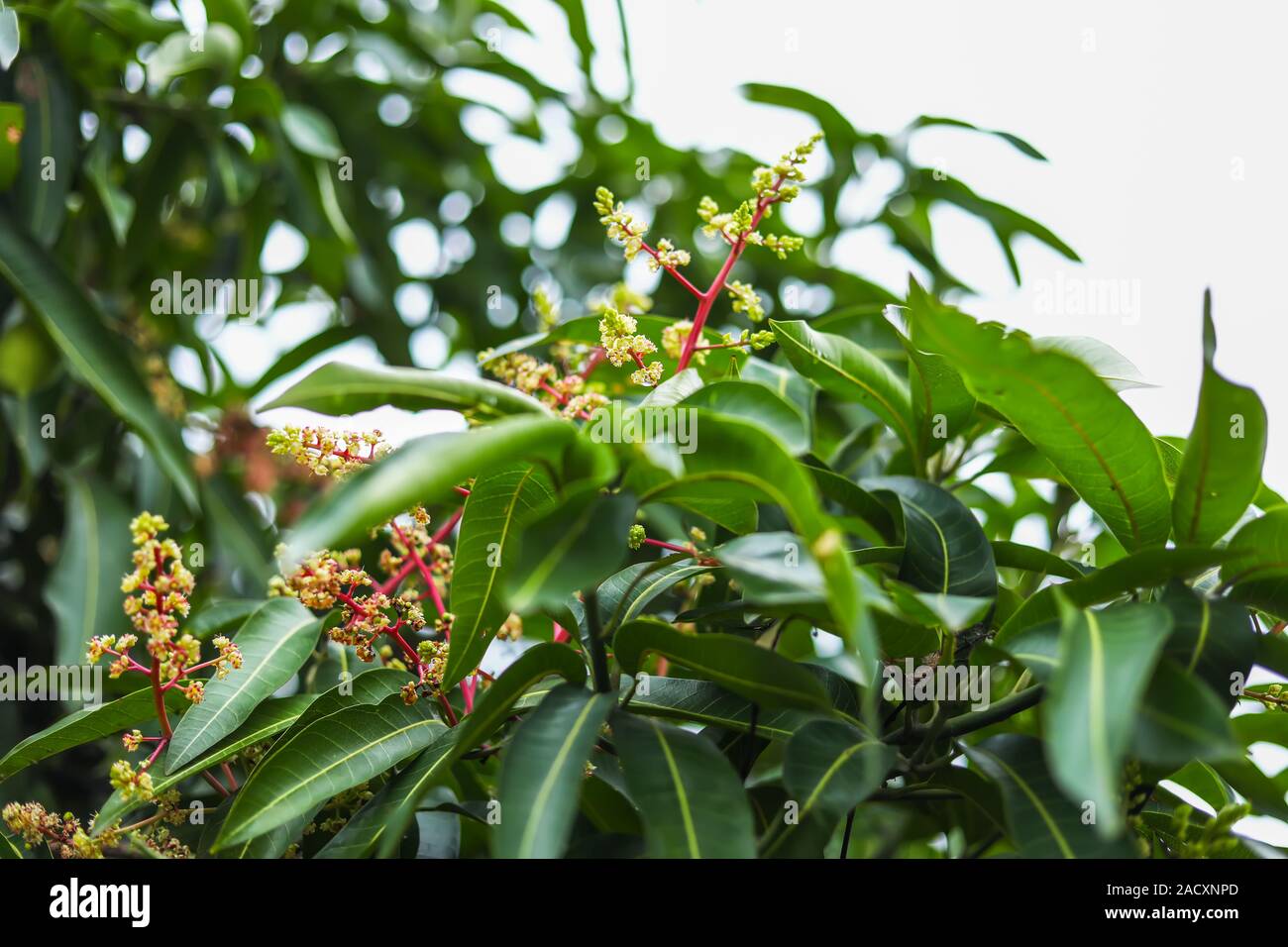 Spring mango buds hi-res stock photography and images - Alamy
