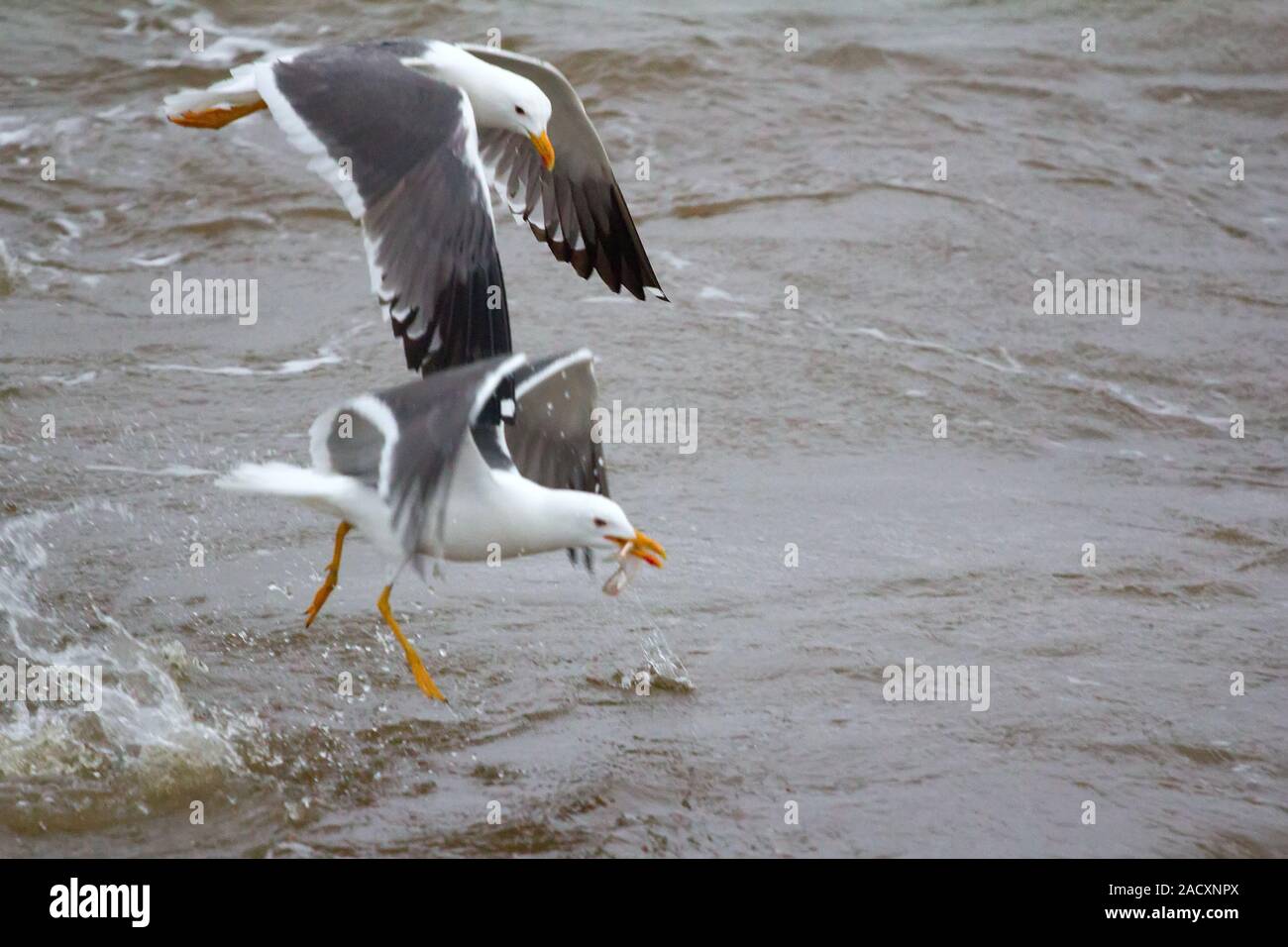 Northern herring gull or lesser black-backed gulls (Larus heuglini) on ...