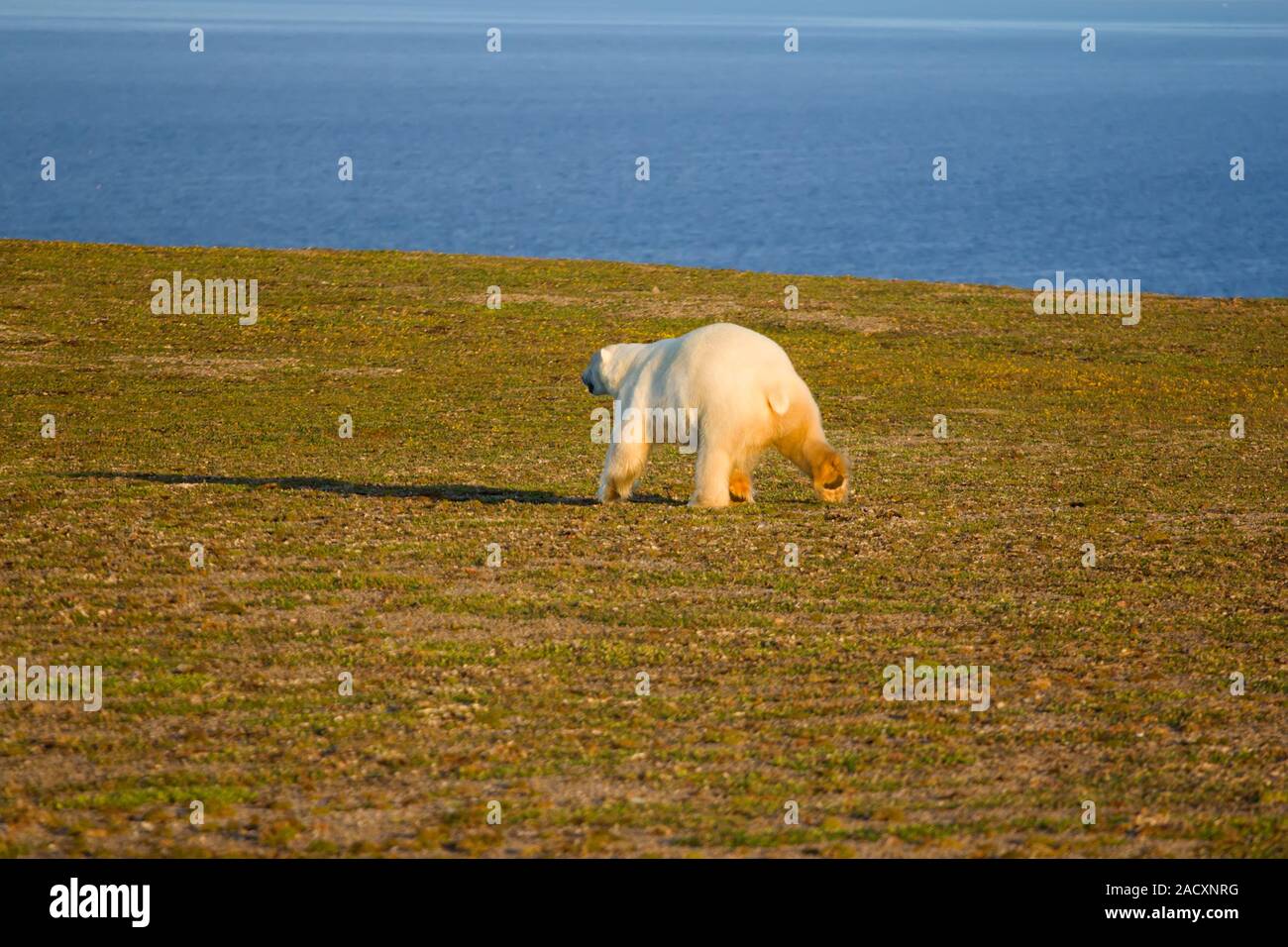 Unique picture: polar bear - sympagic species - on land in polar day ...