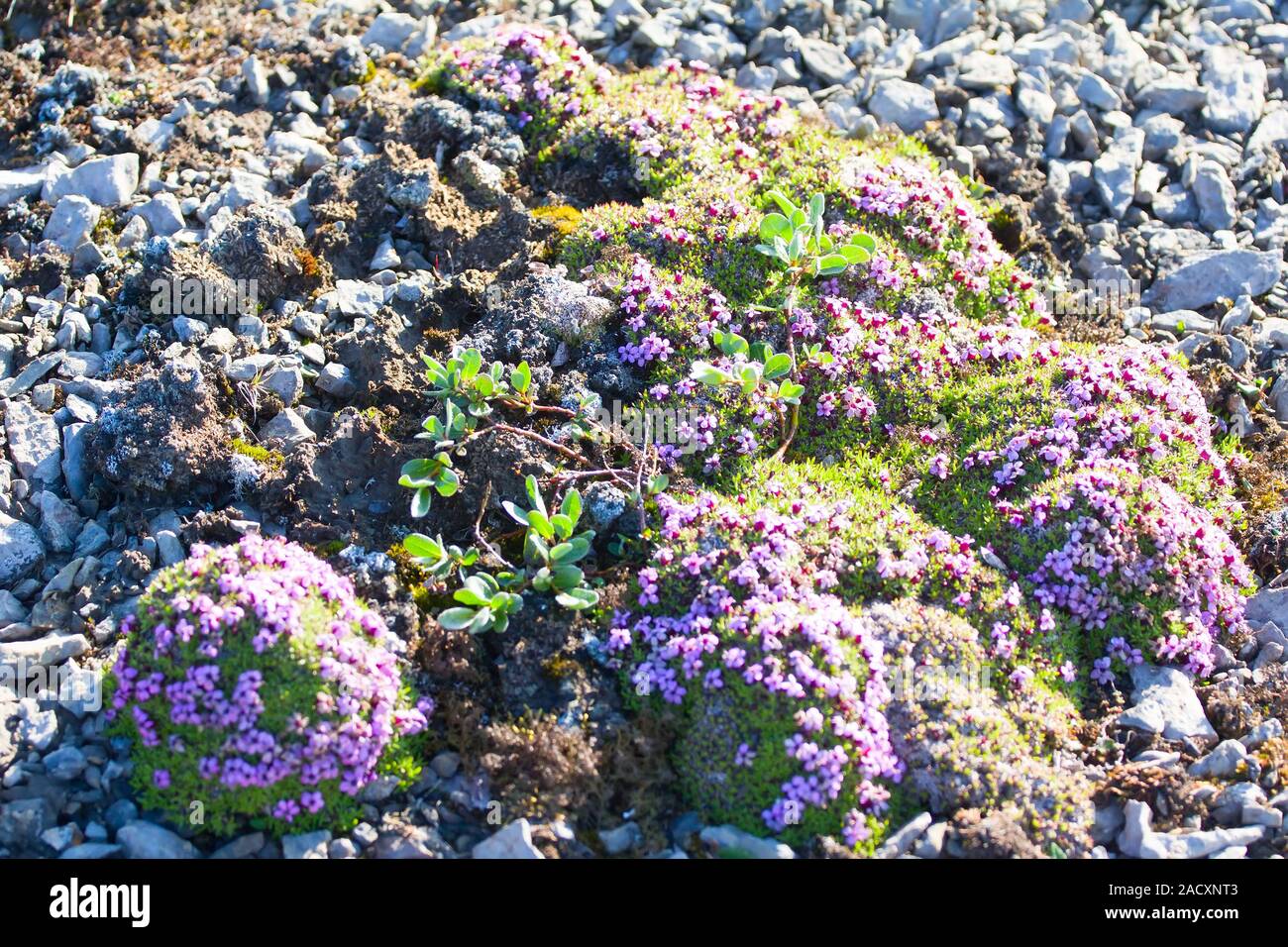 oasis from cold Arctic desert. Pillow vegetation from Campomar, Polar ...