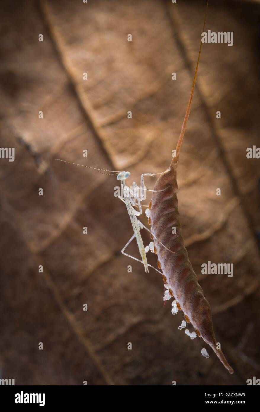 Newly hatched mantis. This is a Sinomantis denticulata mantis, which is ...