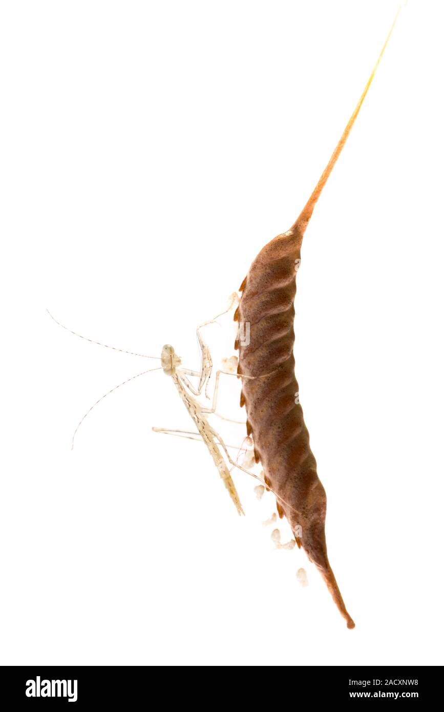 Newly hatched mantis. This is a Sinomantis denticulata mantis, which is ...