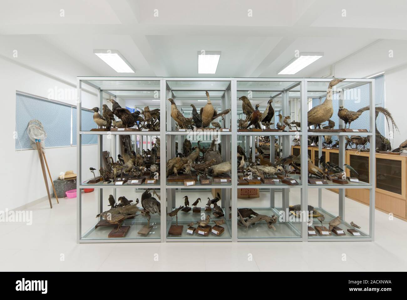 Ornithological specimens. Room containing collections of natural ...