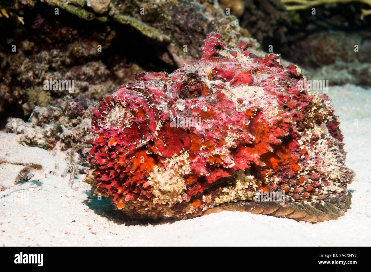 Stonefish (Synanceia verrucosa). This is one of the world's most ...