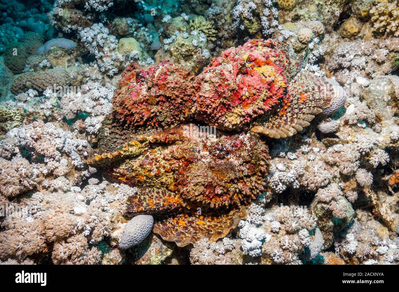 Stonefish mating congregation. Group of stonefish (Synanceia verrucosa ...