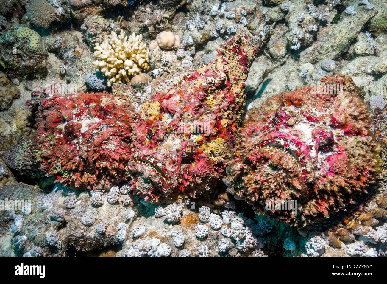 Stonefish mating congregation. Group of stonefish (Synanceia verrucosa ...