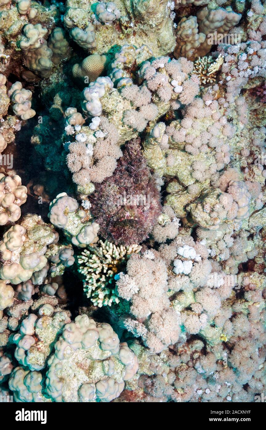 Stonefish (Synanceia verrucosa), camouflaged and overgrown with algae ...