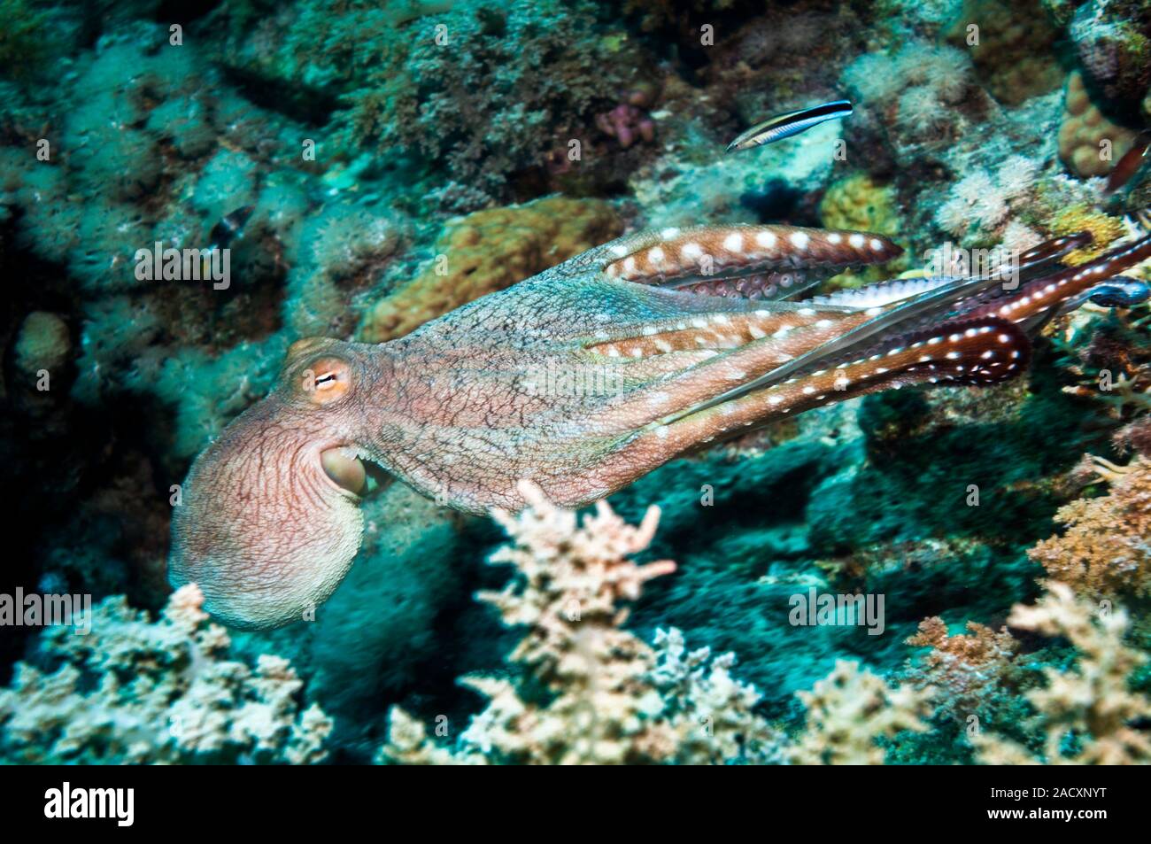 Day octopus (Octopus cyanea), also known as the big blue octopus or ...