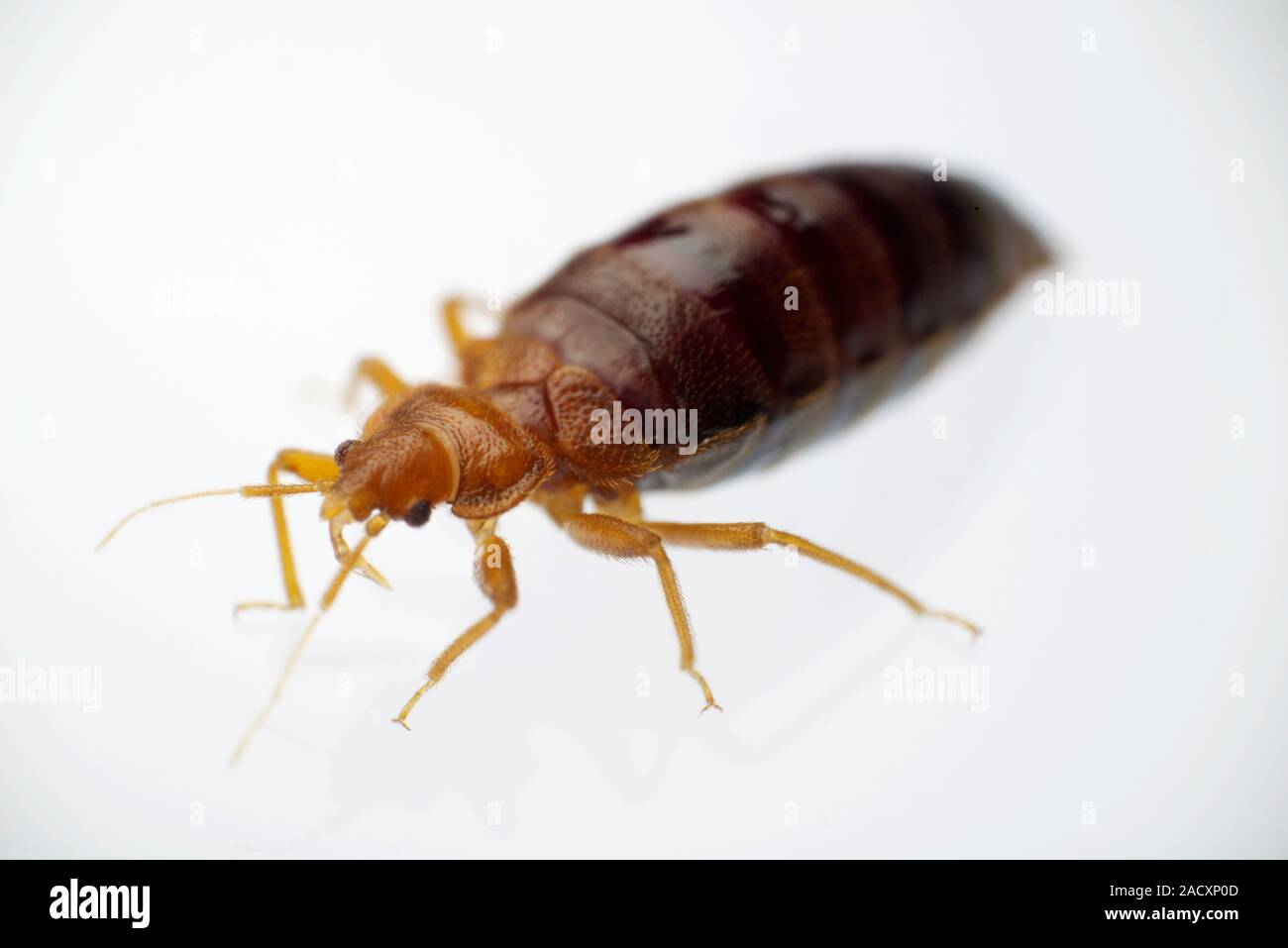 Bed bug - Cimex lectularius (Latreille 1802) Bed bugs are parasitic ...