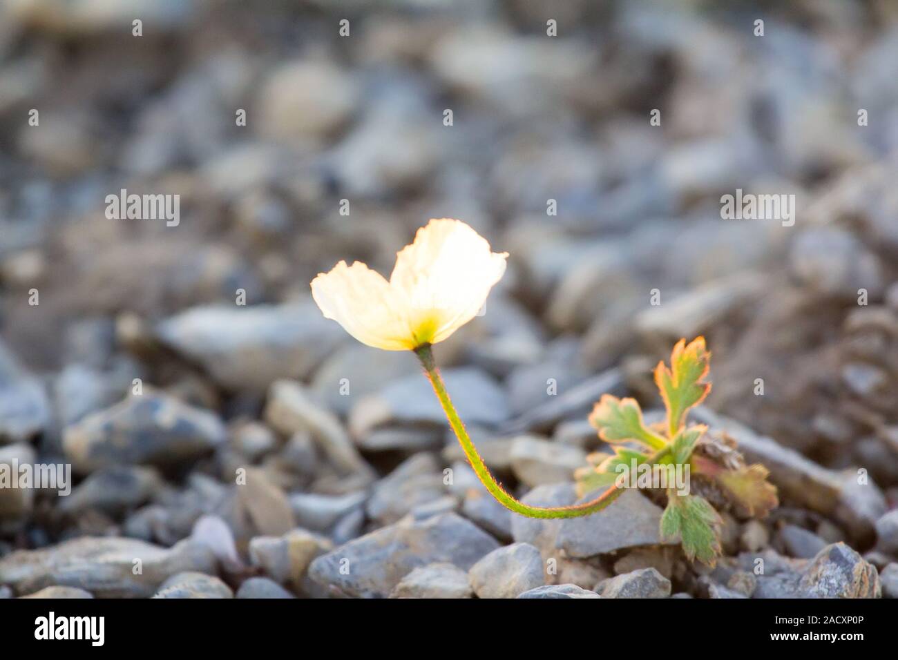 Northern flower in world - Arctic poppy. Arctic desert of Novaya Zemlya ...