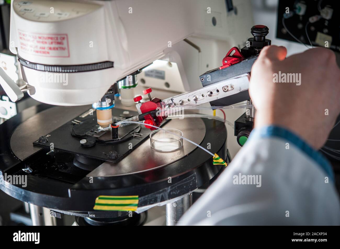 Brain tissue microscopy. Close-up of a molecular cell biologist ...