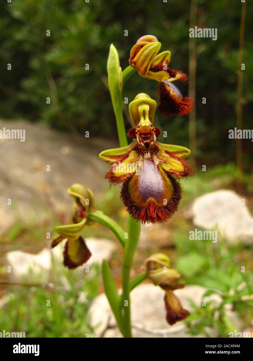 Mirror orchid flower. Close-up of a flower of the mirror orchid (Ophrys ...