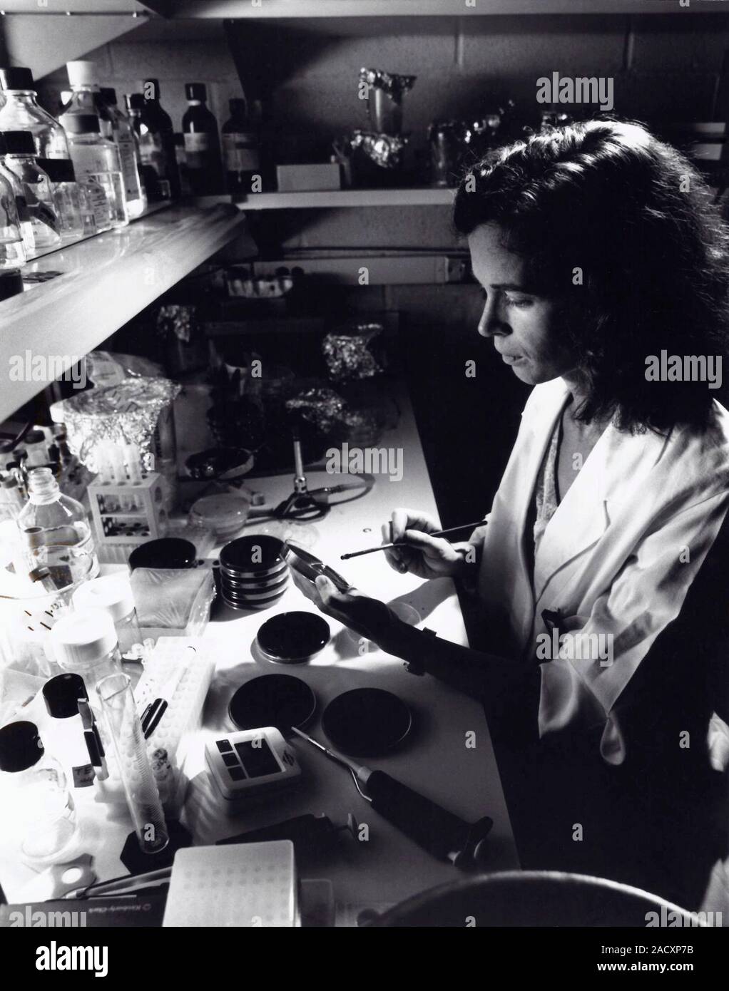 Editorial use only Whooping cough research. Researcher preparing a ...