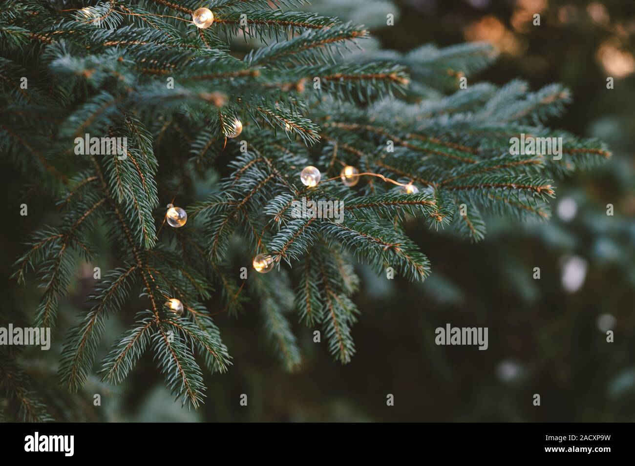 Christmas Tree Branch Wallpaper