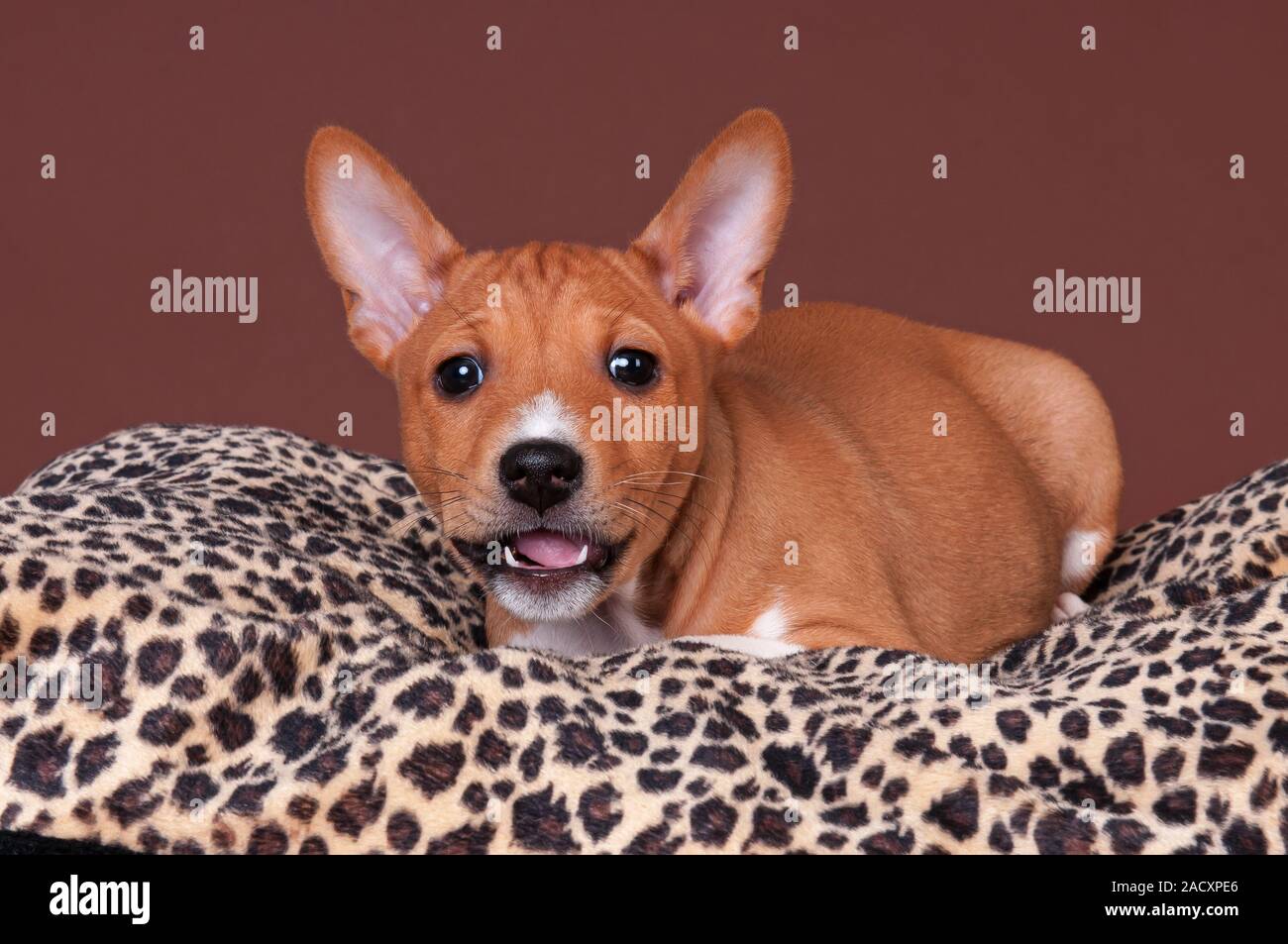 Basenji, African Bush Dog or Congo Dog Stock Photo - Alamy