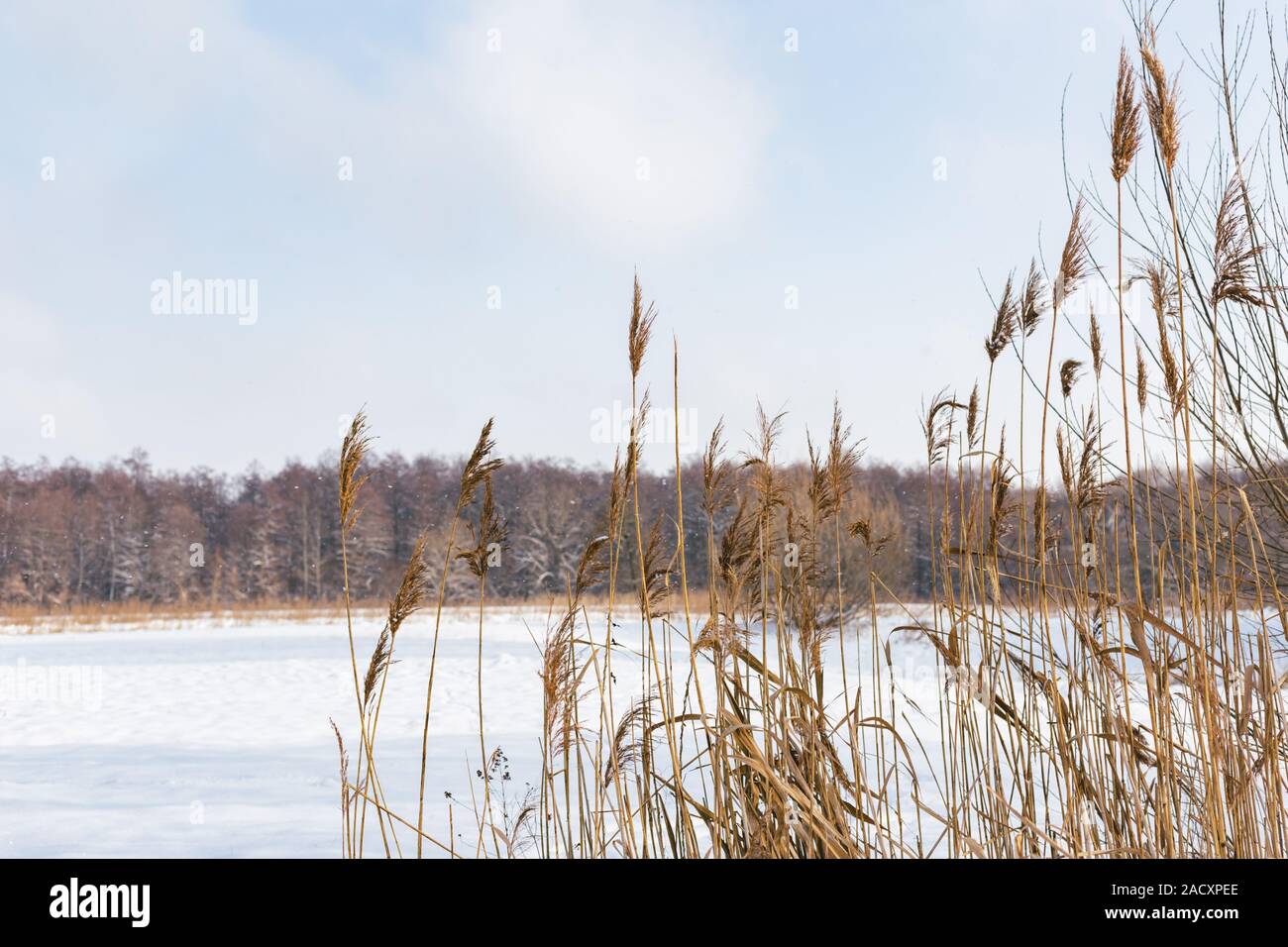 Winter landscape with reeds and falling snow. Winter background or ...
