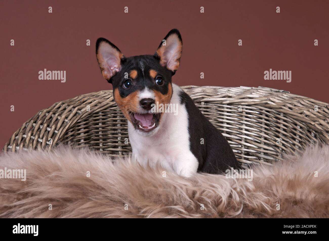 Basenji, African Bush Dog or Congo Dog Stock Photo - Alamy
