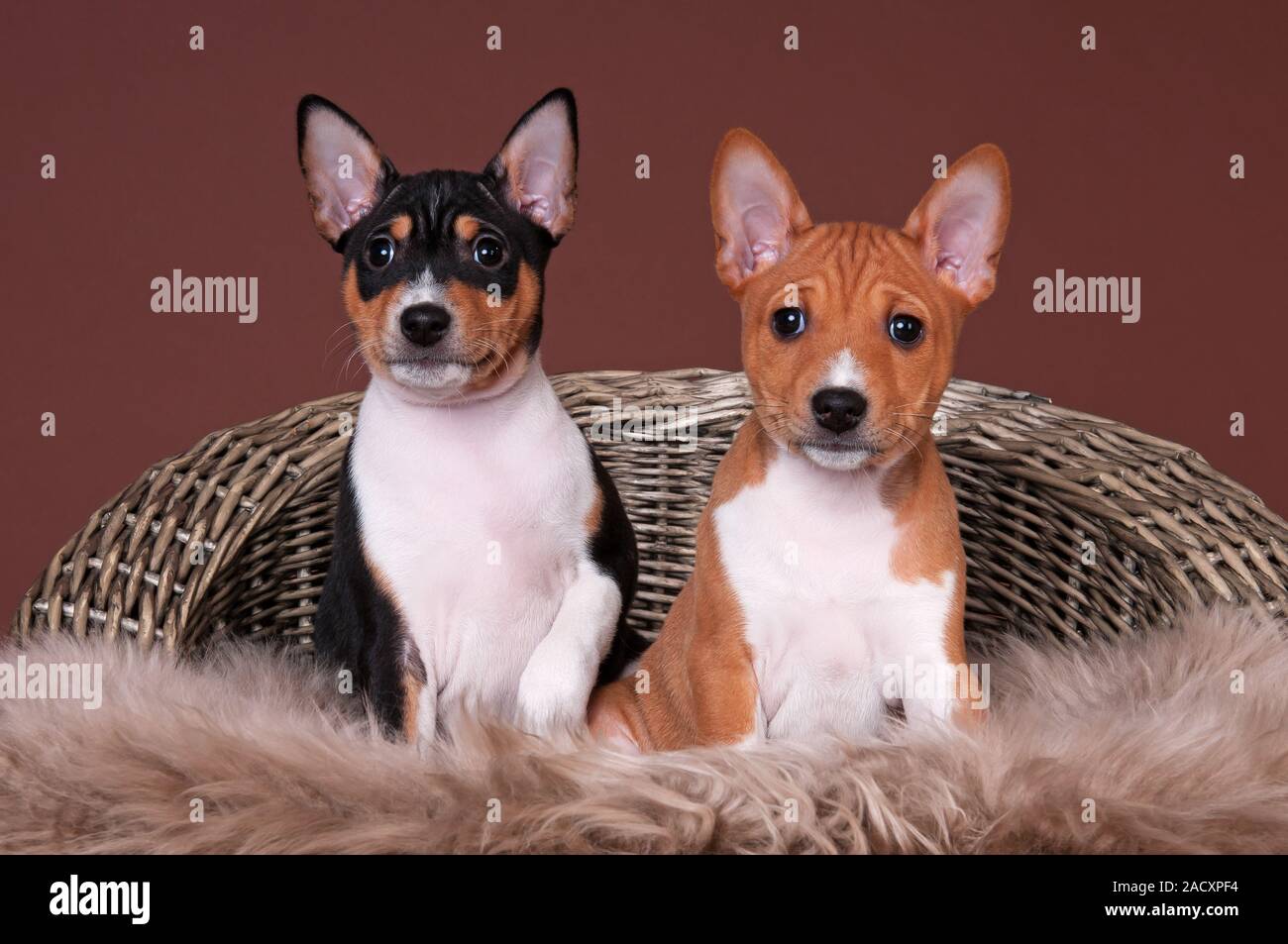 Basenji, African Bush Dog or Congo Dog Stock Photo - Alamy