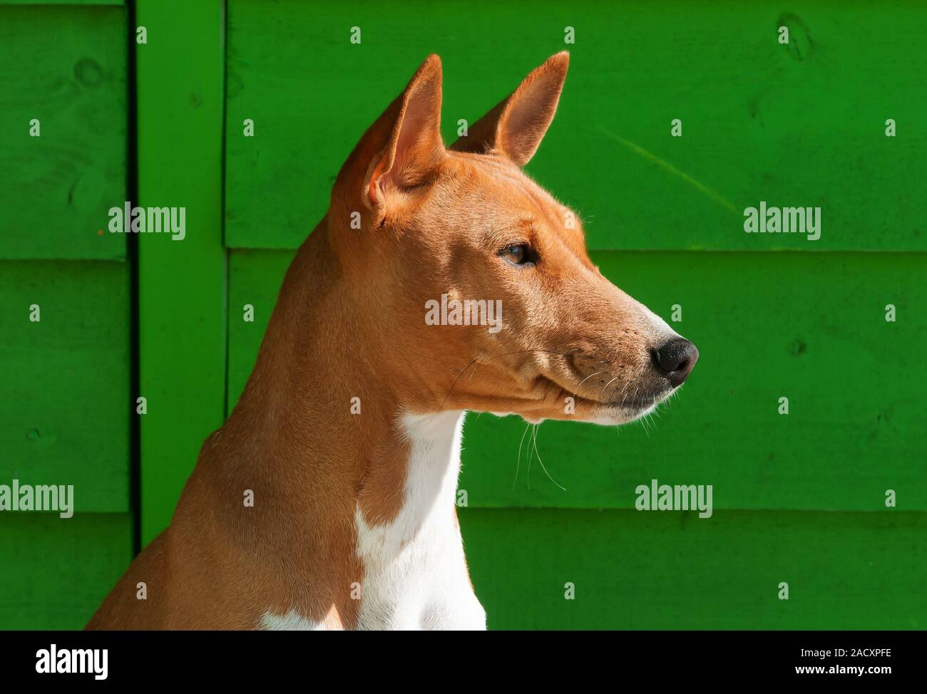 African green wall portrait hi-res stock photography and images - Alamy