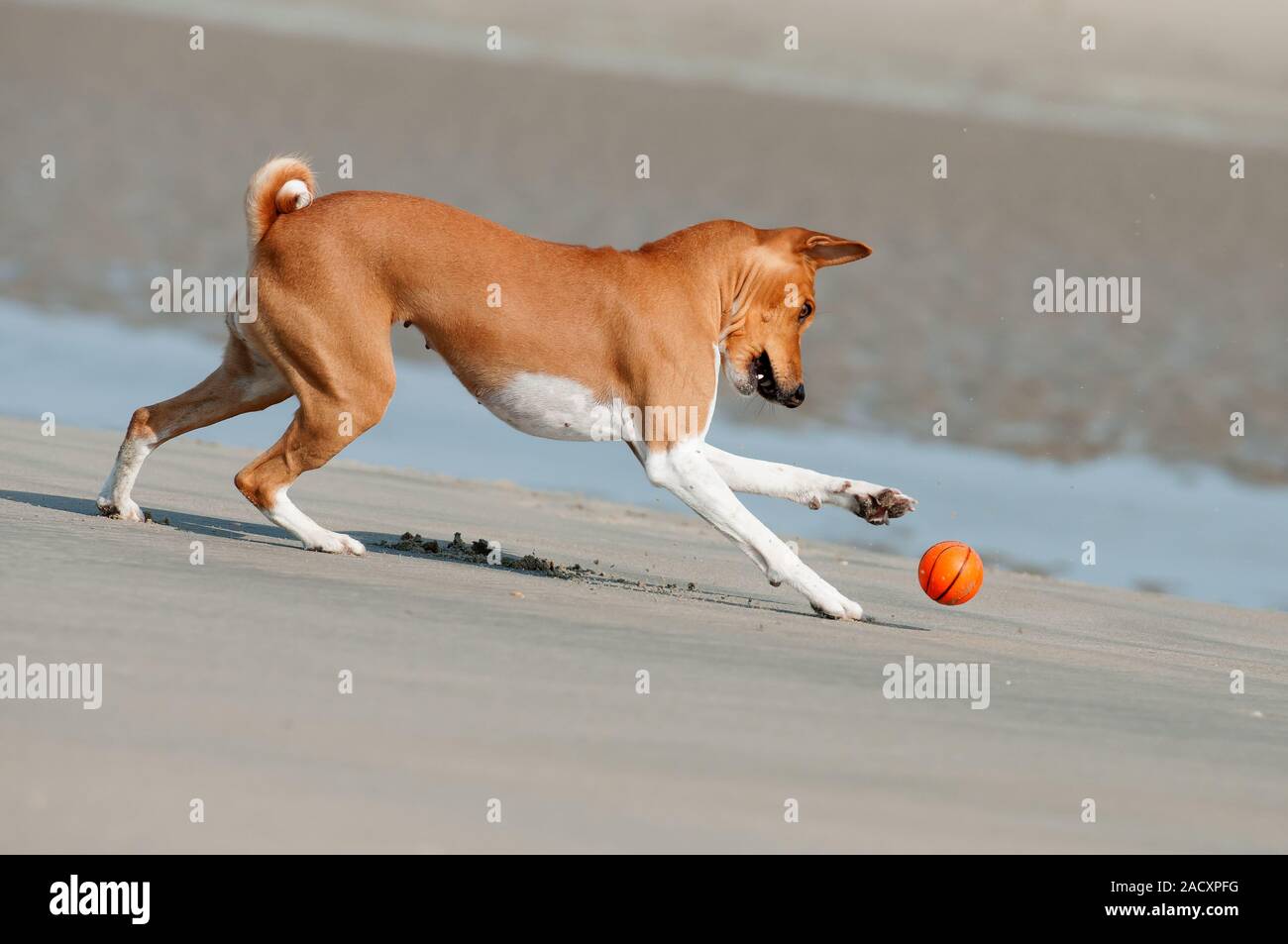 Basenji, African Bush Dog or Congo Dog Stock Photo - Alamy