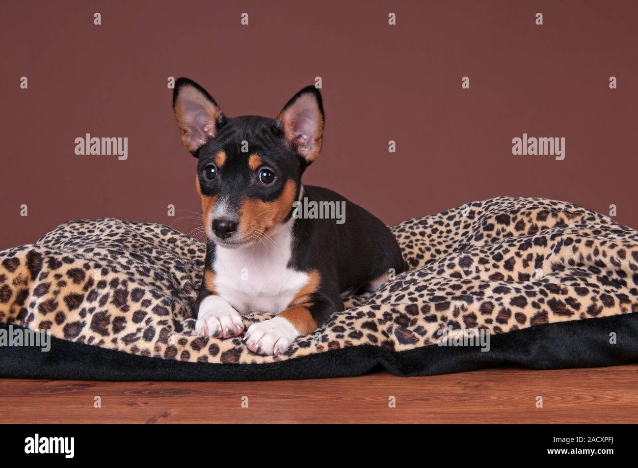Basenji, African Bush Dog or Congo Dog Stock Photo - Alamy