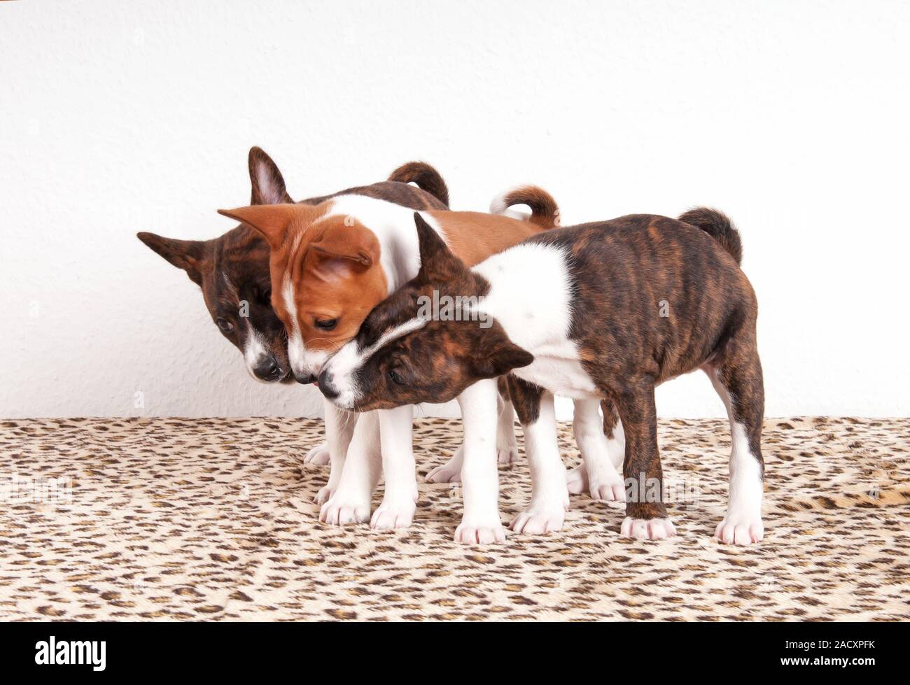 Basenji, African Bush Dog or Congo Dog Stock Photo - Alamy