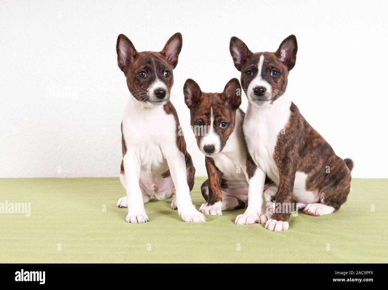 Basenji brindle dog hi-res stock photography and images - Alamy