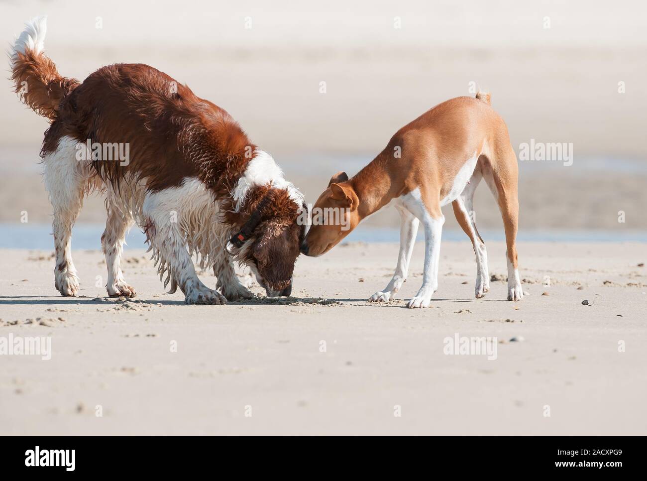 African breed of dog hi-res stock photography and images - Alamy