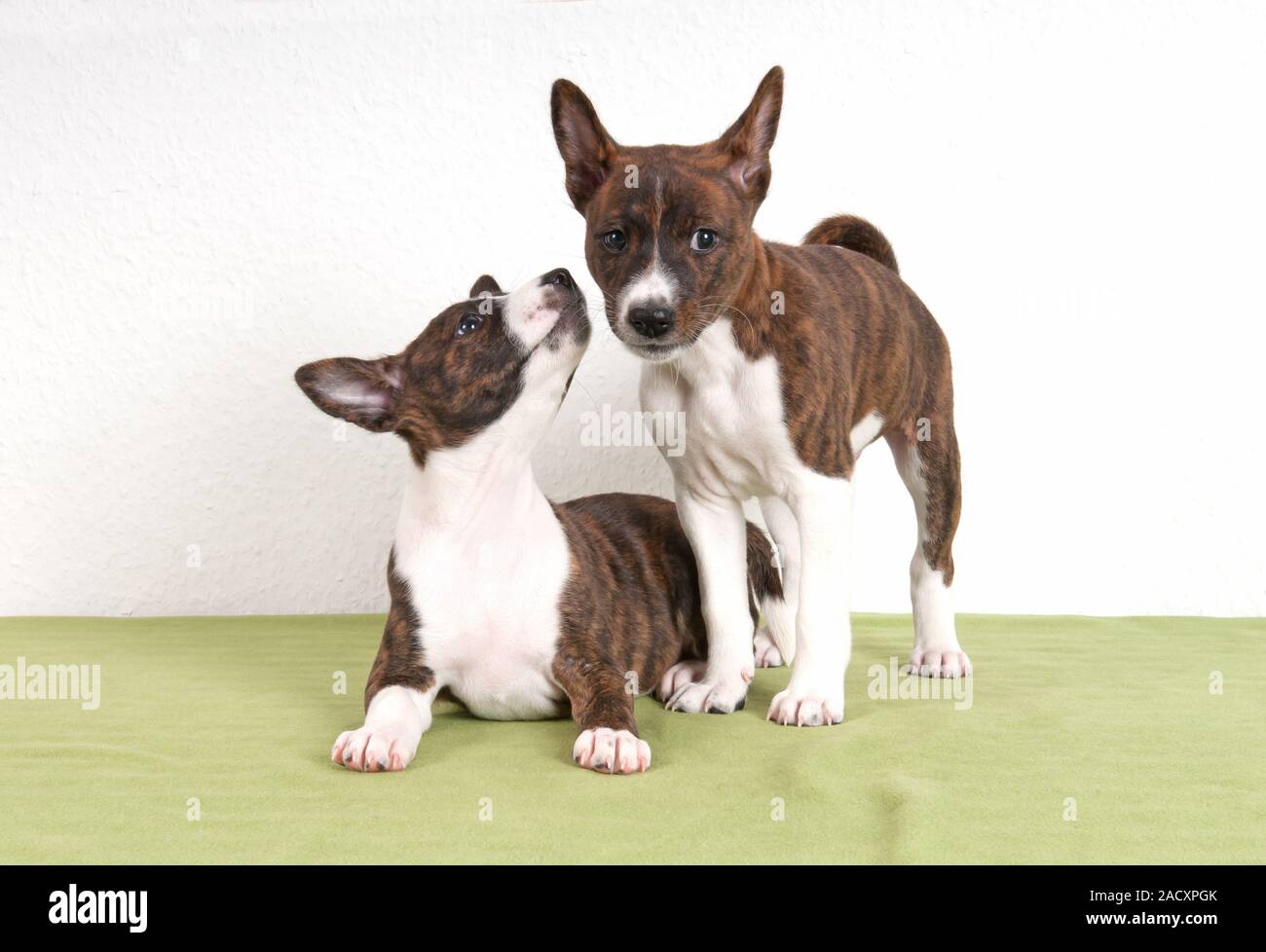 Basenji, African Bush Dog or Congo Dog Stock Photo - Alamy