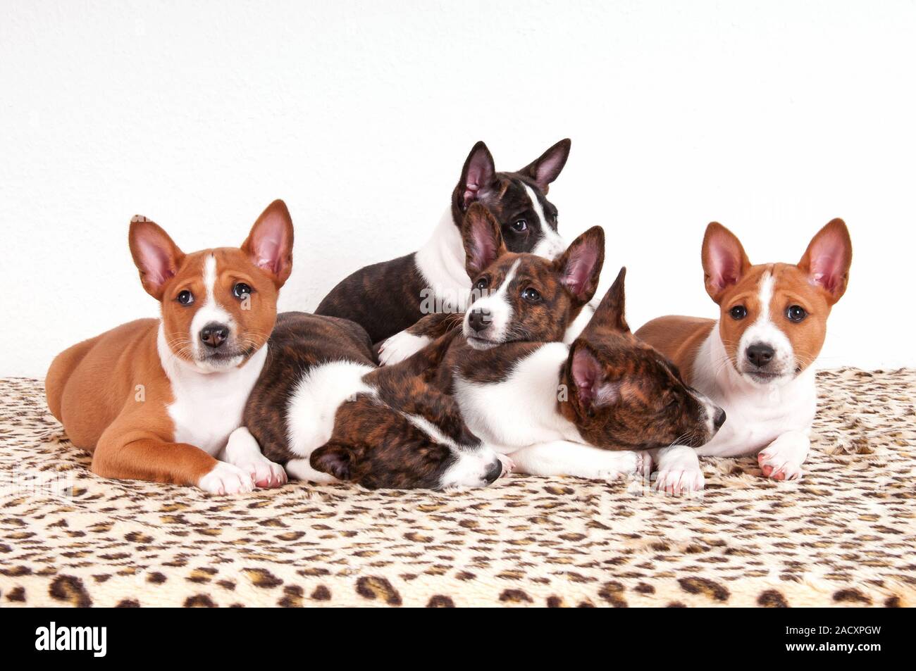 African barkless dog hi-res stock photography and images - Alamy