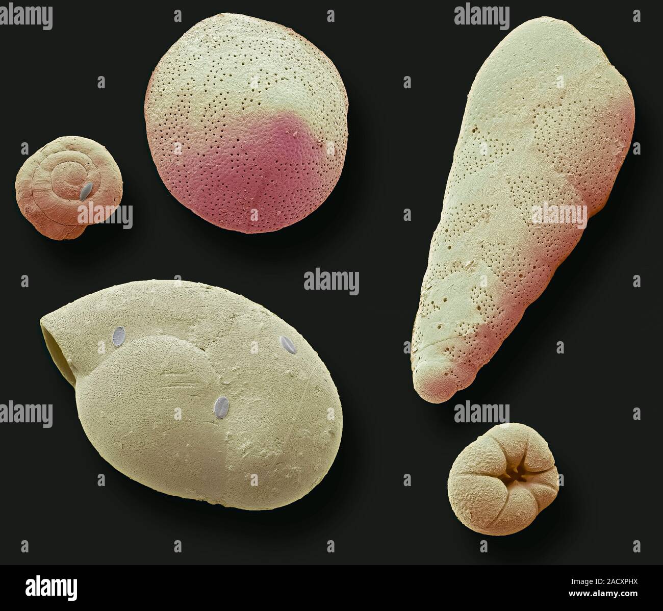Foraminifera. Coloured scanning electron micrograph (SEM) of a ...