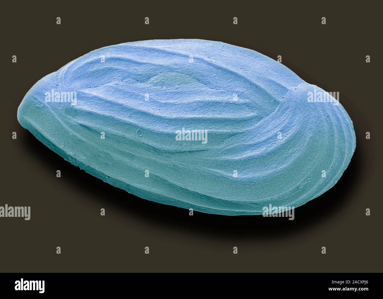 Miliolid. Coloured scanning electron micrograph (SEM) of the shell of ...