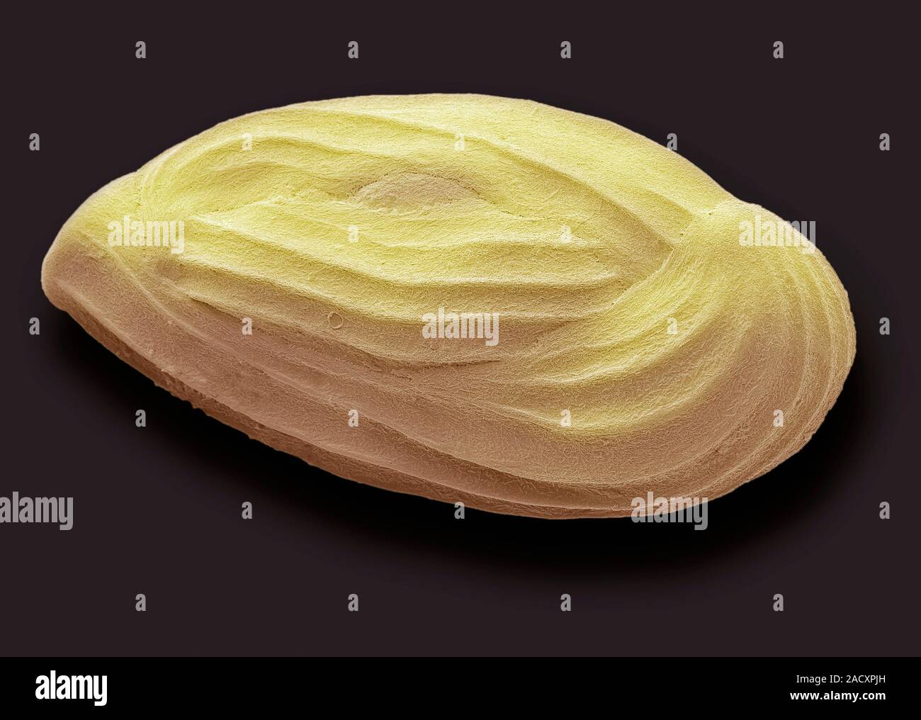 Miliolid. Coloured scanning electron micrograph (SEM) of the shell of ...