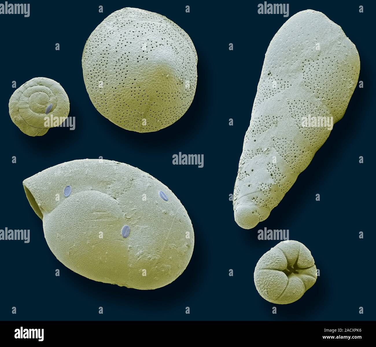 Foraminifera. Coloured scanning electron micrograph (SEM) of a ...