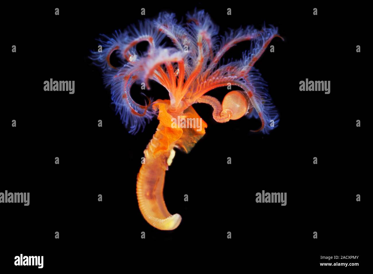 Marine worm. This worm is a member of the polychaeta class of worms ...
