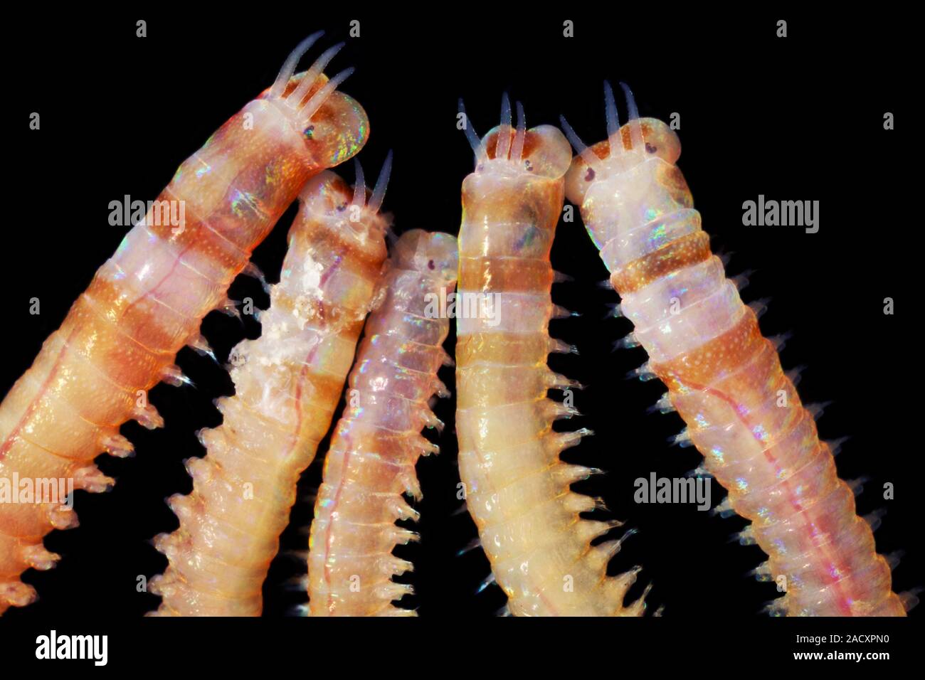 Marine worms. These worms belong to the polychaeta class of worms, also known as bristle worms ...