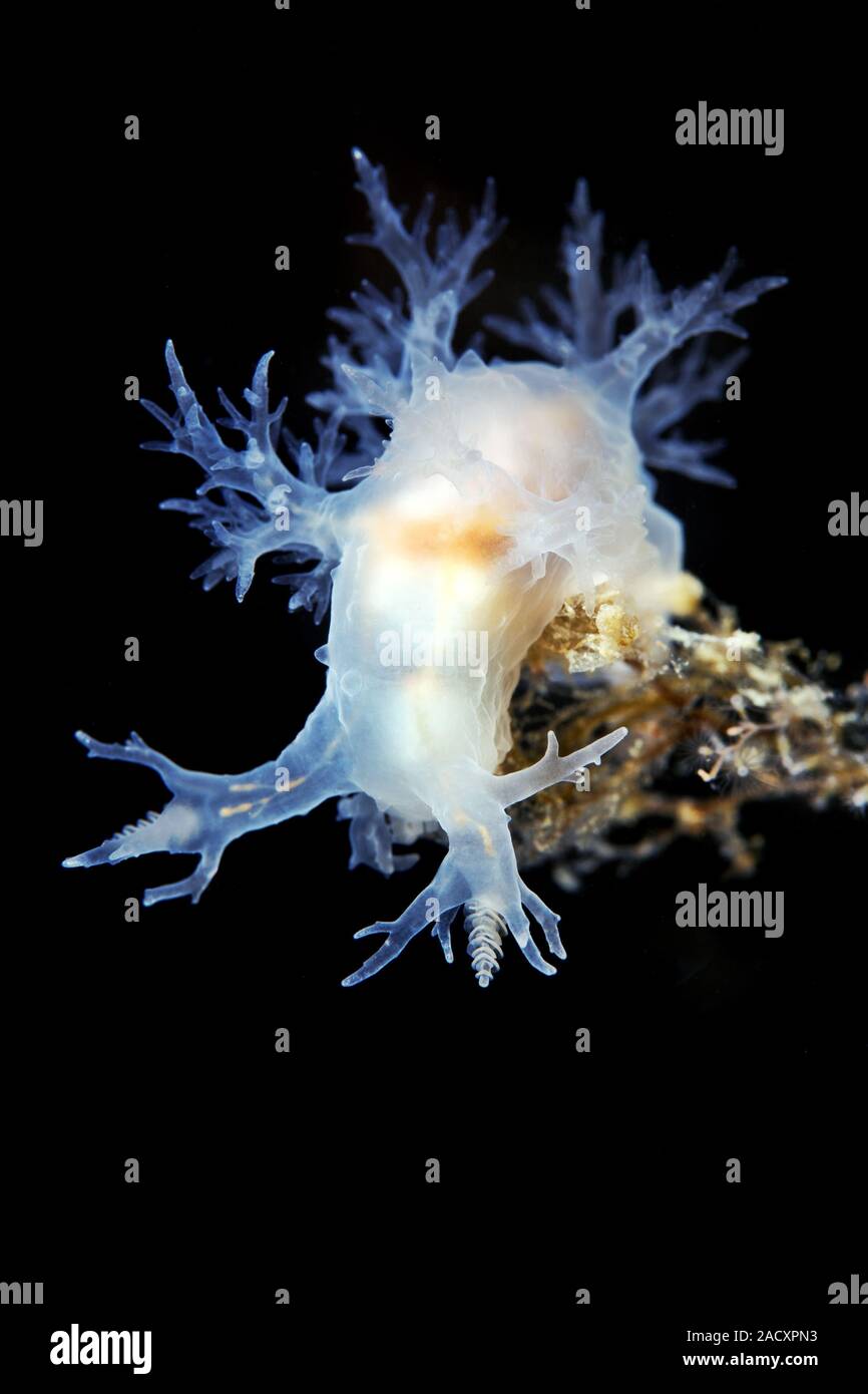 Nudibranch. White form of the nudibranch (Dendronotus frondosus ...